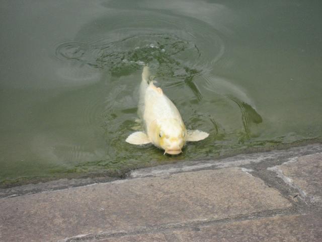 浦東の公園をお散歩 -陸家嘴中心緑地 | 上海ナビ